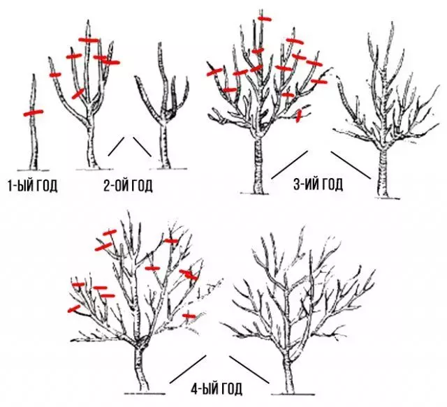 Apple Tree Trimming