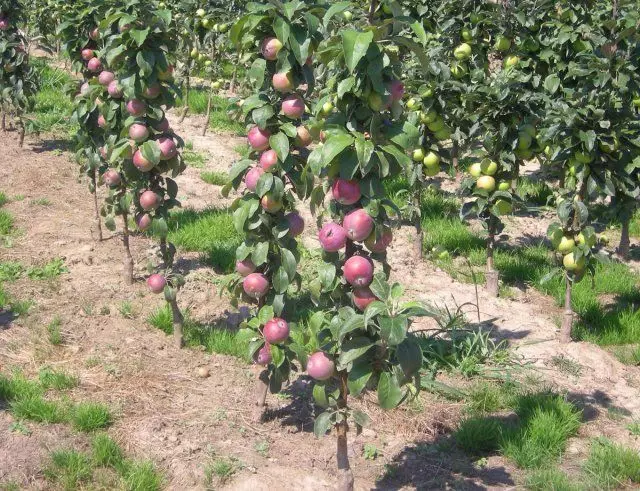 Pemë Apple Columnoid