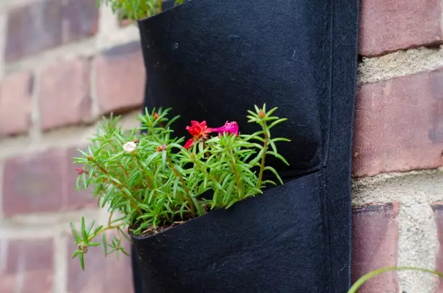 Hanging Garden.