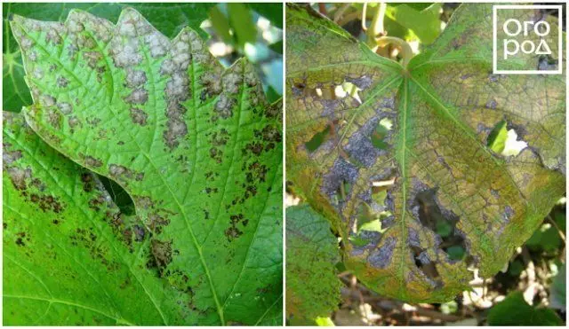 Alternaria de uvas