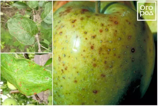 Alternaria Apple.