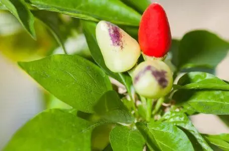 15 plantes idéales pour la croissance en bouillie suspendue 4104_11