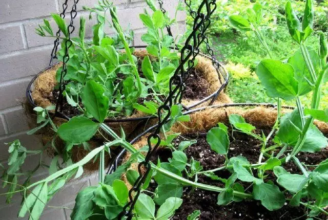 Peas in KashPu