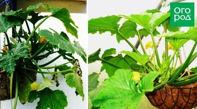 Zucchini Zucchini in Kashpo