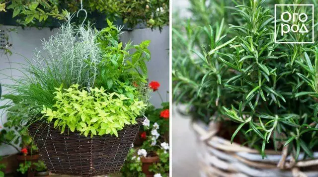 Kashpu میں Rosemary