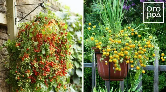 Tomates, tomates à Kashpo