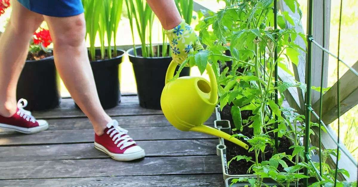 Taman ing balkon: Apa kanggo nandur sayuran ing apartemen