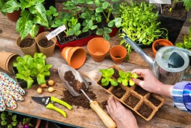 Jardin sur le balcon: quoi planter des légumes dans l'appartement