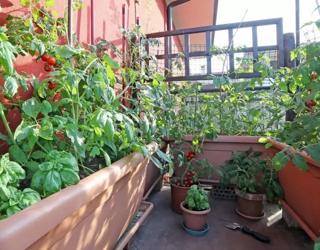 Jardin sur le balcon: quoi planter des légumes dans l'appartement