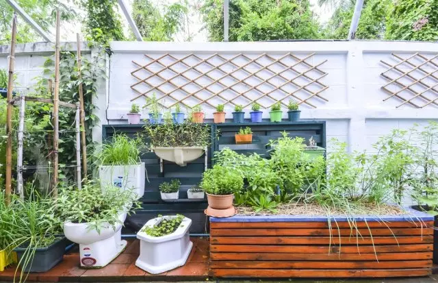 Jardin sur le balcon: quoi planter des légumes dans l'appartement