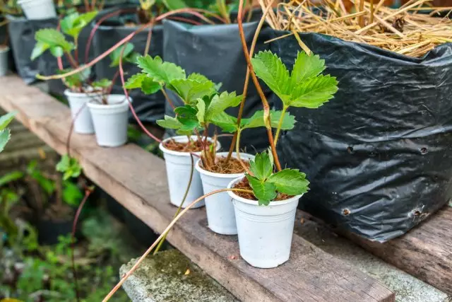 バルコニーの庭園：アパートに野菜を植えるもの