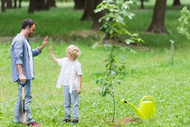 Sedna plantată