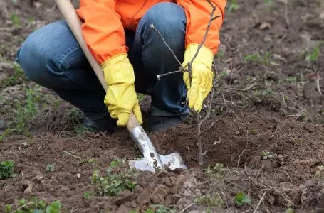 Cənub ağaclarının fidanlarını yerlidan necə ayırd etmək olar 4118_3