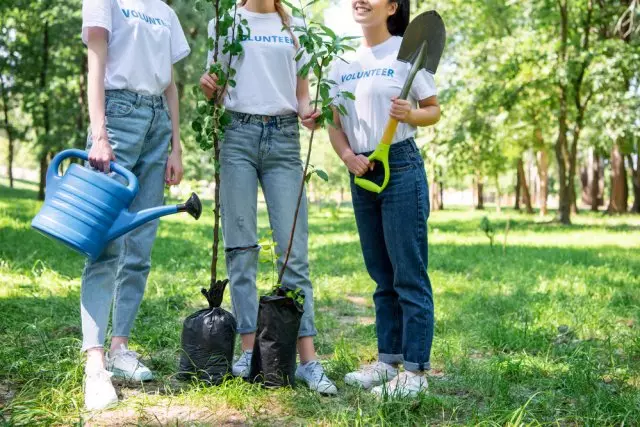 Puieți în pachete