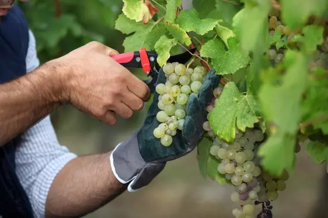 Pruning anggur