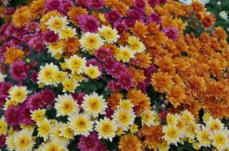 Цвеќиња кои не се плашат од есенски мразови 4131_6