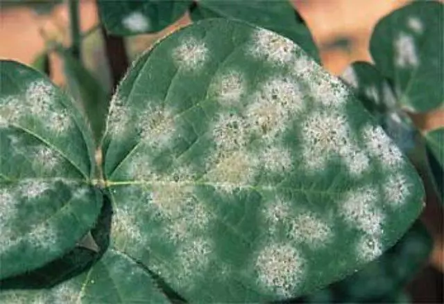 Gray rot on Clematis