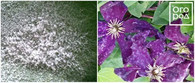 منتفخ الندى clematis.