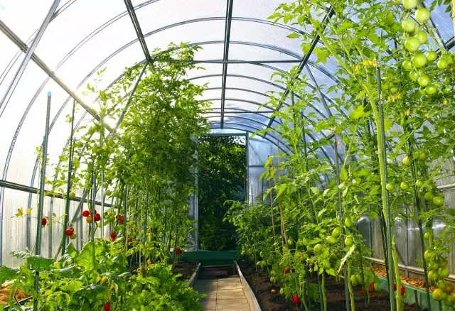 Tuputupu aʻe Fualaʻau i Greenhouses faia o le Preparent Polycarboate