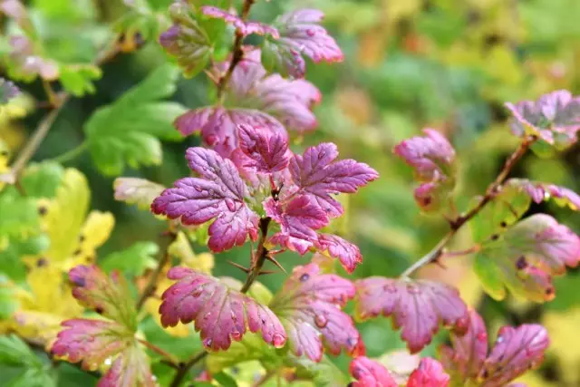 Apa yang perlu dirawat currants pada musim gugur