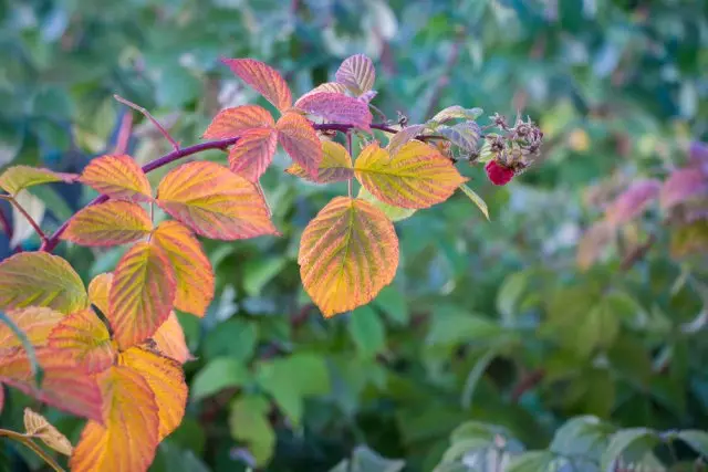 Ji dermankirina raspberry di payizê de