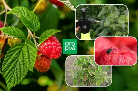 Otu esi emeso bushes na ọdịda nke ọrịa na pests 4140_15