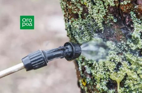 Otu esi emeso bushes na ọdịda nke ọrịa na pests 4140_19