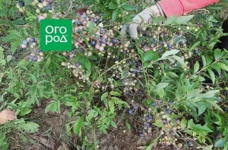 Otu esi emeso bushes na ọdịda nke ọrịa na pests 4140_9