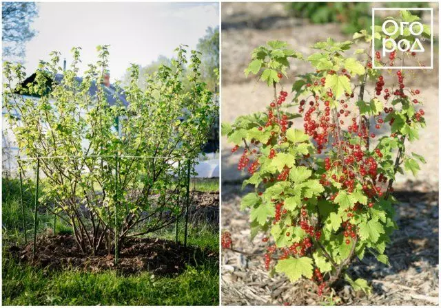 Bush-currant