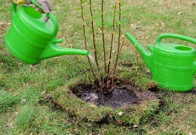 Transplanting currant bush.