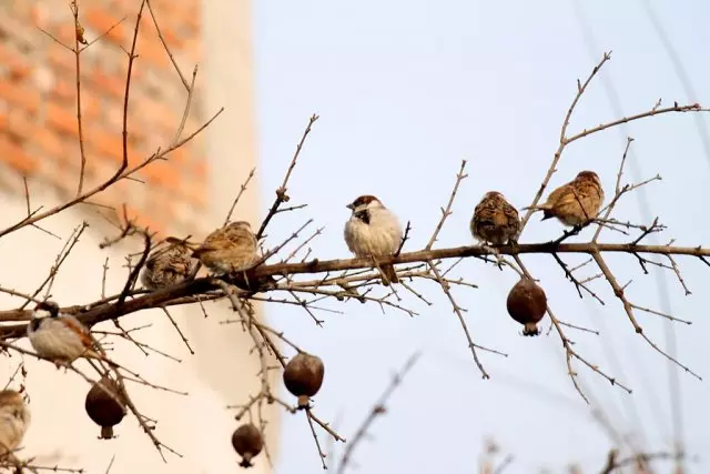 Sparrow tyitsa wat binne it ferskil