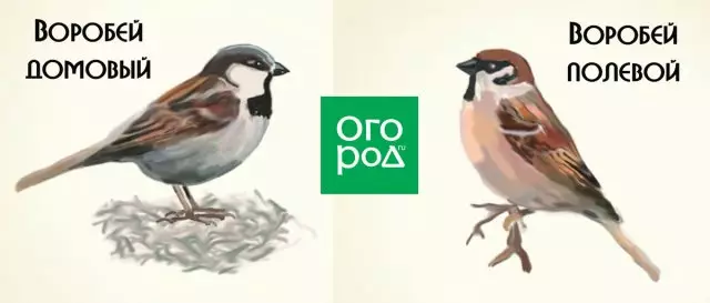 Sparrow Tyitsa Vad är skillnaden