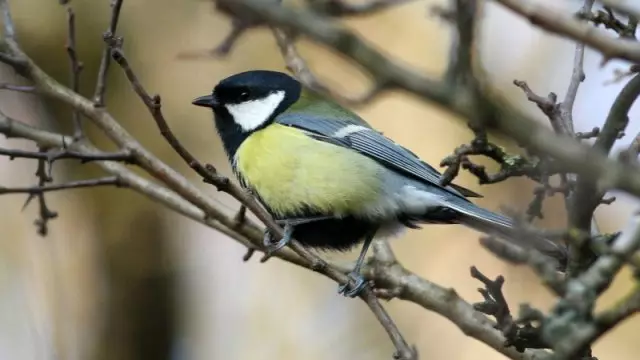 Sparrow Tyitsa Vad är skillnaden