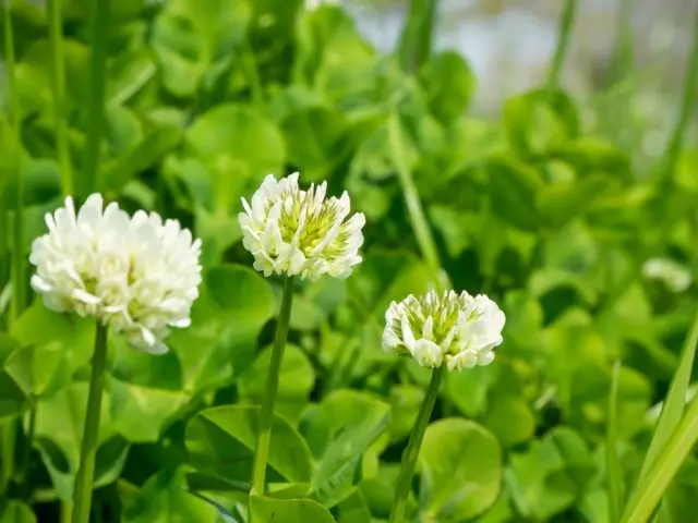 Photo White Clover.