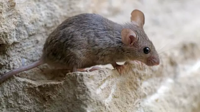 Wie man Nagetiere in der Badewanne loswerden