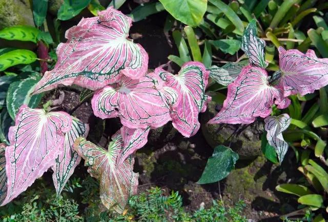 Pianta con foglie cremisi decorative - Caladium