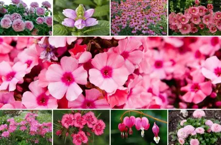 Trama in colori rosa: piante, accenti e caratteristiche 4189_6