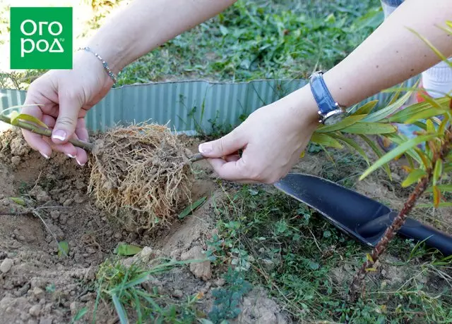 how to transplant lily in autumn