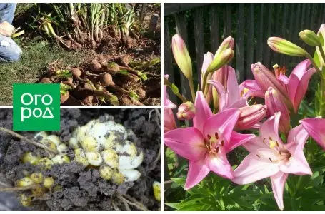 Lilies in the fall: landing rules, transplants and care for refined colors 4191_15