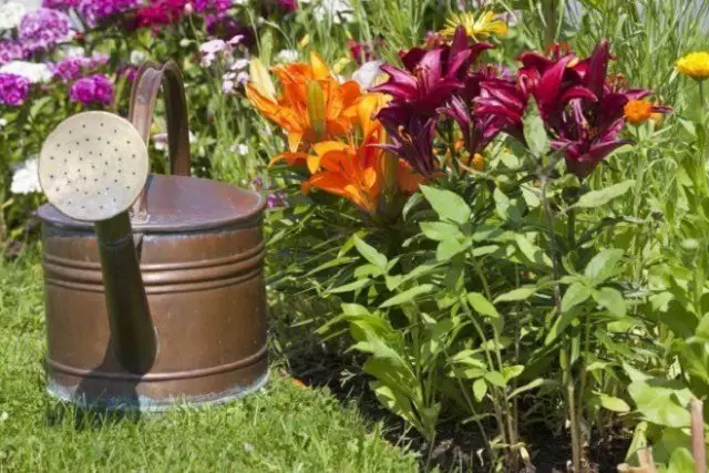 Watering lilies in autumn