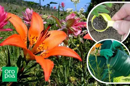 Lilies in the fall: landing rules, transplants and care for refined colors 4191_18