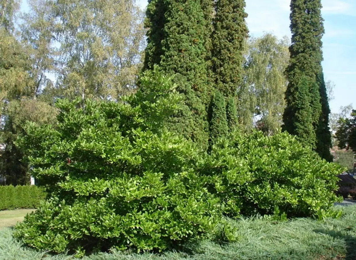 ಕೋನಿಫೆರಸ್ ಸಸ್ಯಗಳ ಹಿನ್ನೆಲೆಯಲ್ಲಿ ಮ್ಯಾಗ್ನೋಲಿಯಾ