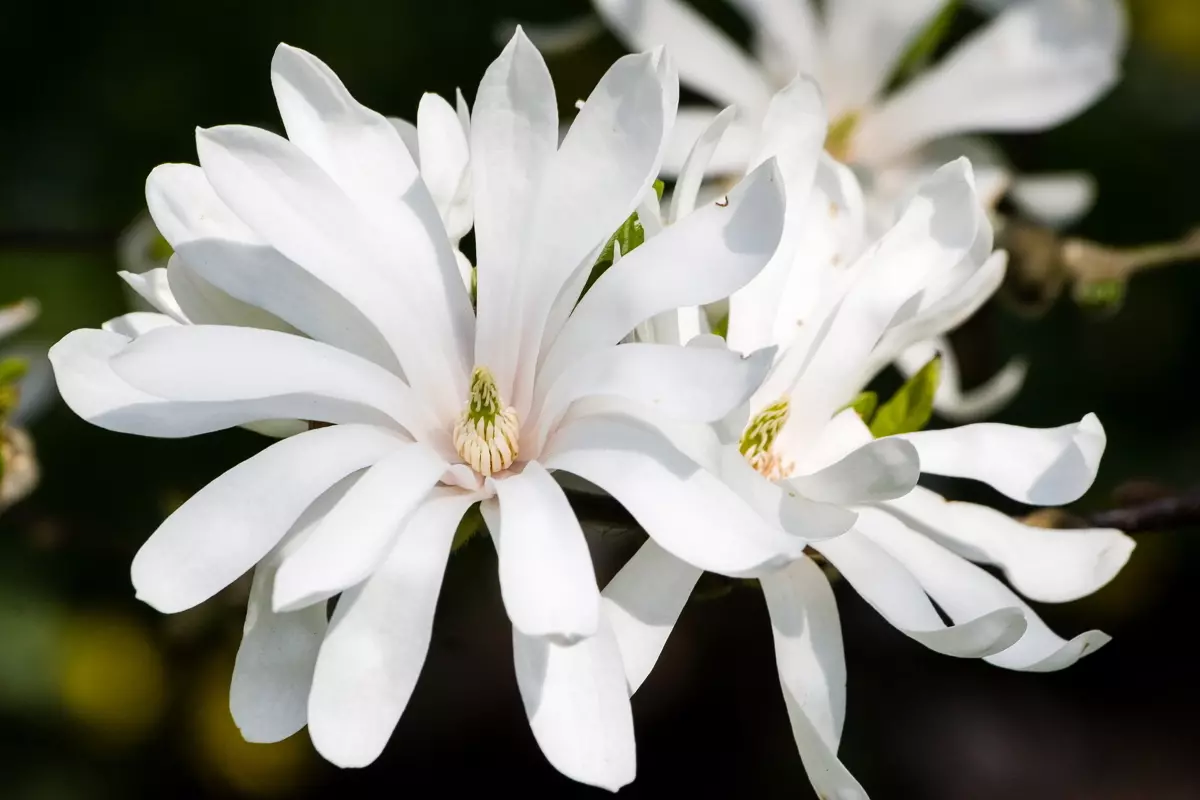 Magnolia stjärna