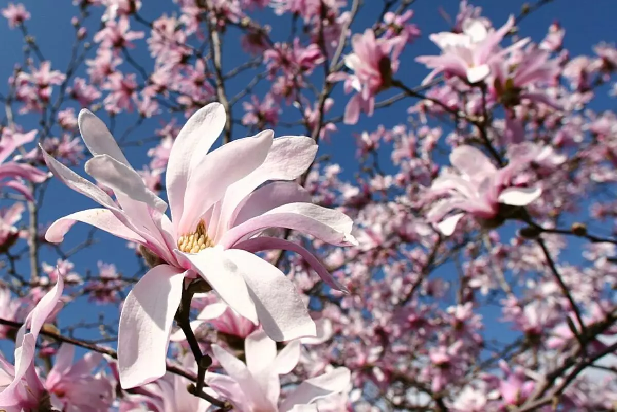 Magnolia Rosea.