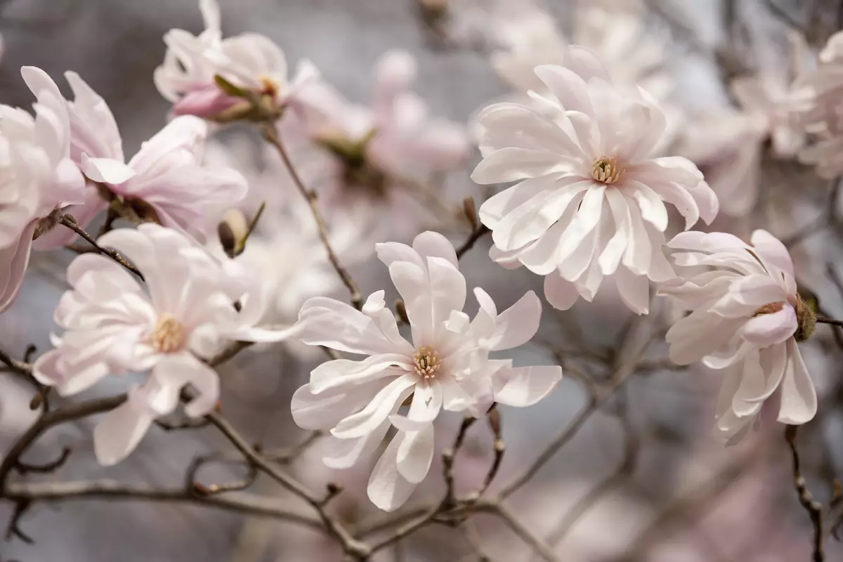 Magnolia Stellata madzi.