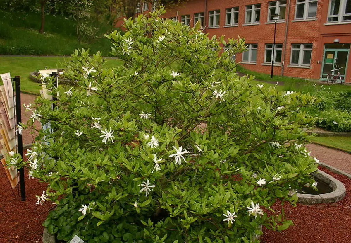 Magnolia Yıldızı sonbaharda geç saatlerde