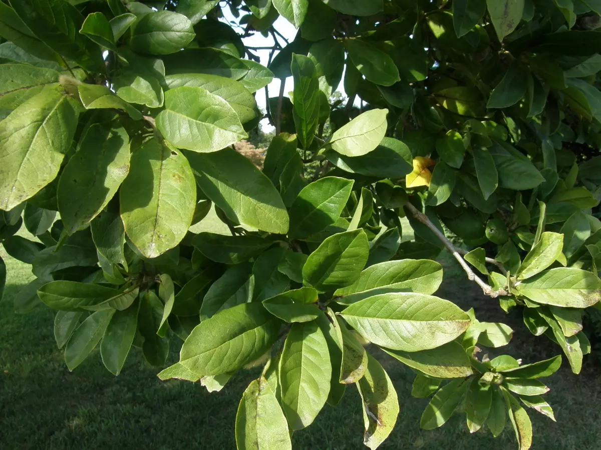 玉兰叶在夏天