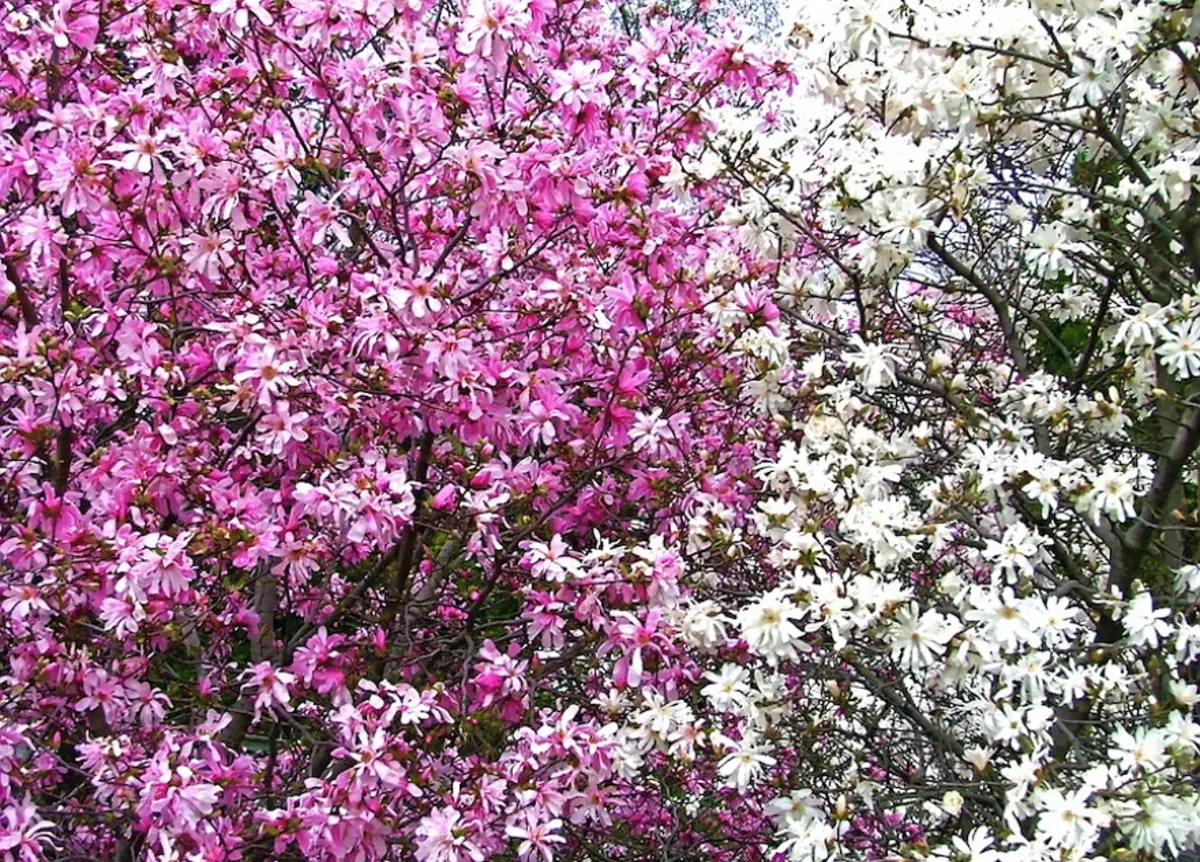 Magnolia Loebneri Leonard Messel и Magnolia Stellata Royal Star