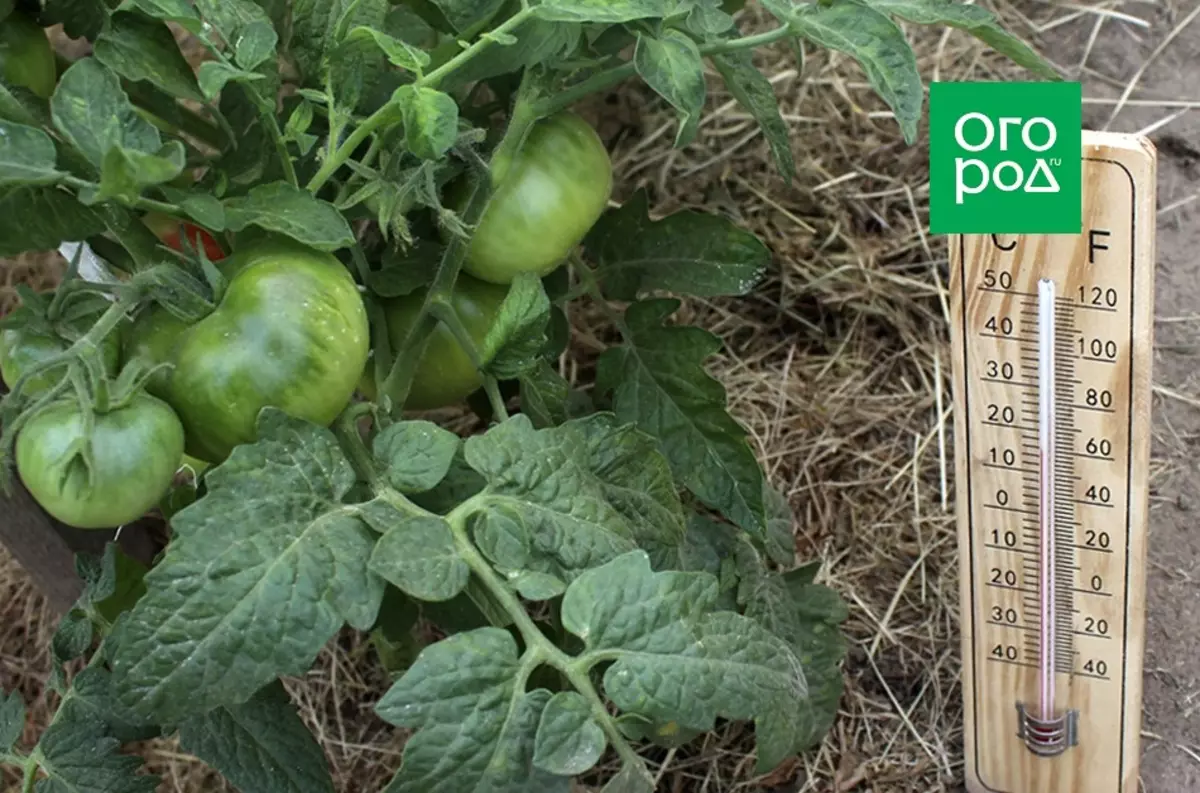 Groeiende tomaten