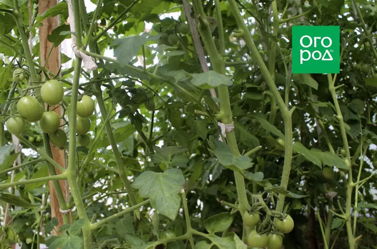 Groeiende tomaten